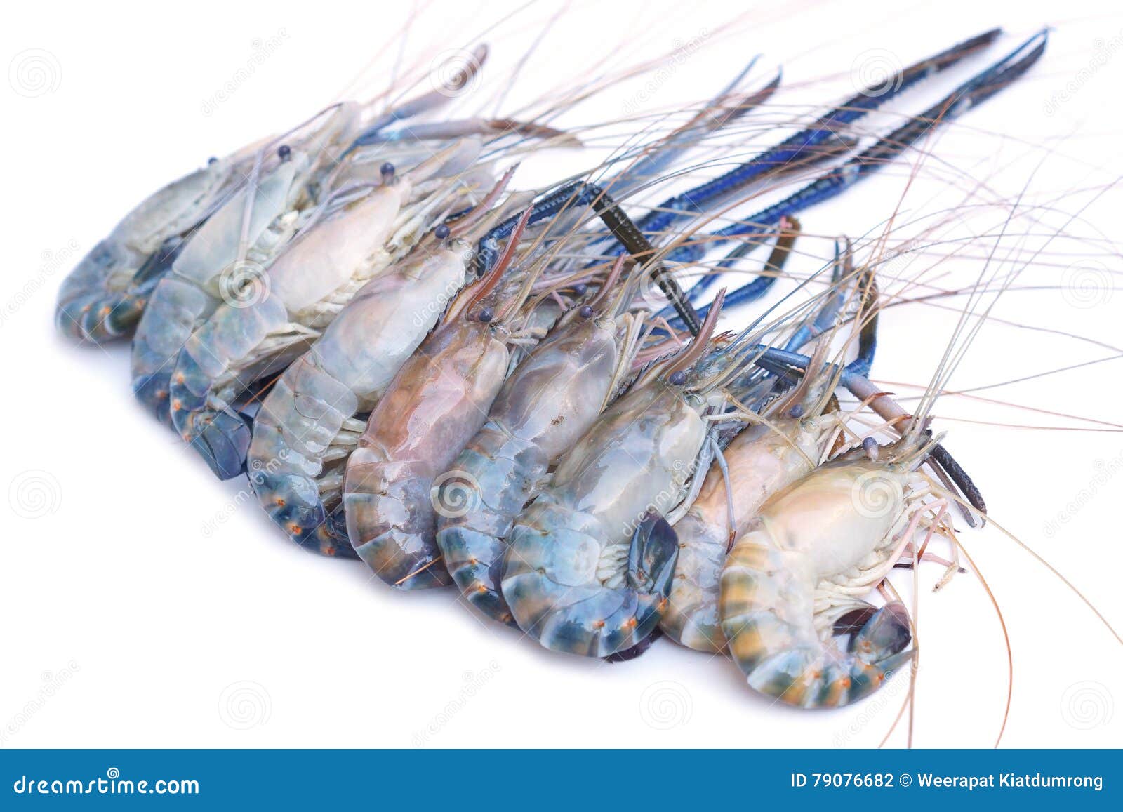 Crevette rose géante photo stock. Image du frais, nourriture - 79076682