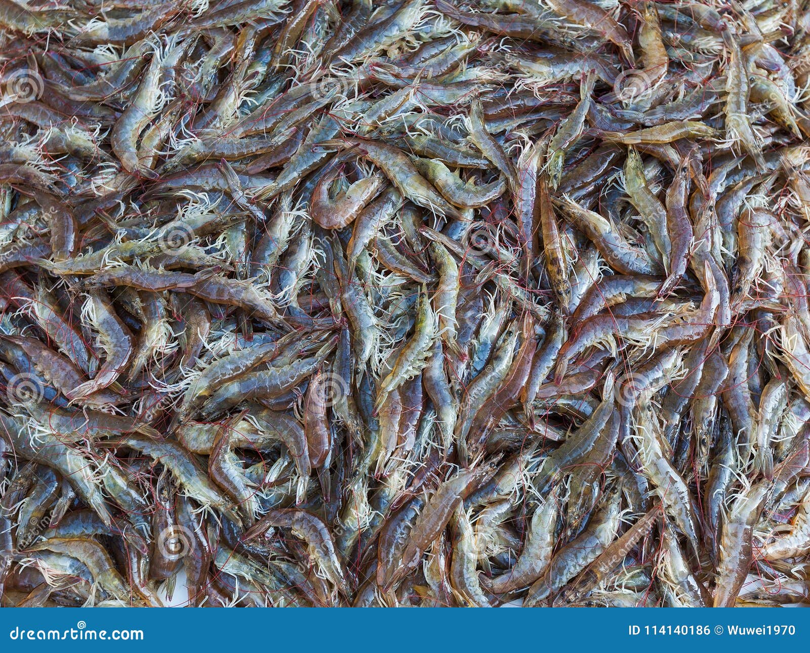 Crevette rouge photo stock. Image du méridional, dominant - 114140186