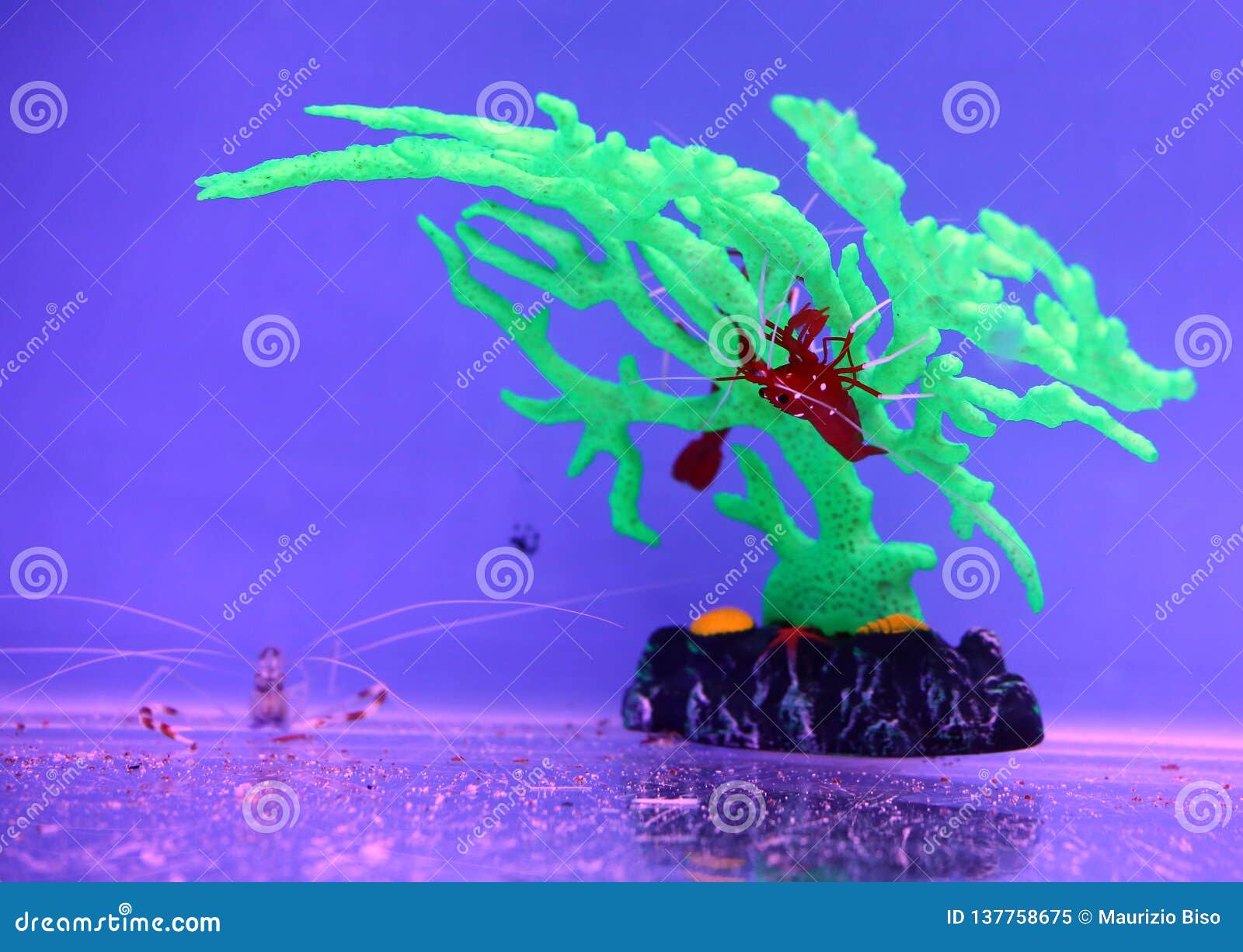 Crevette Rouge Dans L'aquarium Image stock - Image du mouffette ...