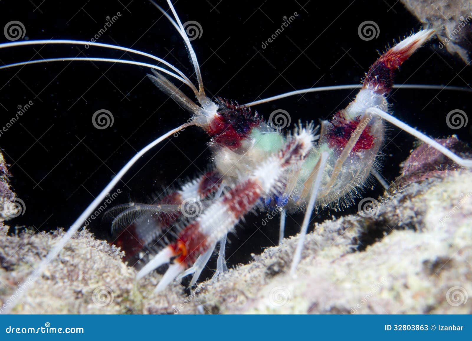 Crevette rouge et blanche image stock. Image du nature - 32803863
