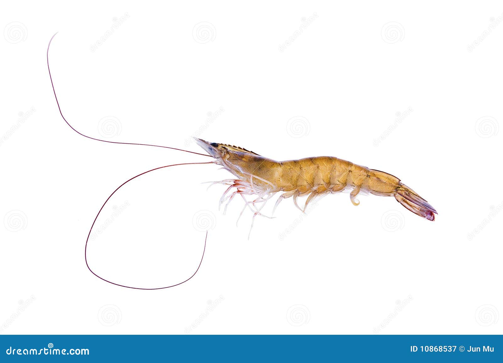 Crevette vivante image stock. Image du chef, frais, seafood - 10868537