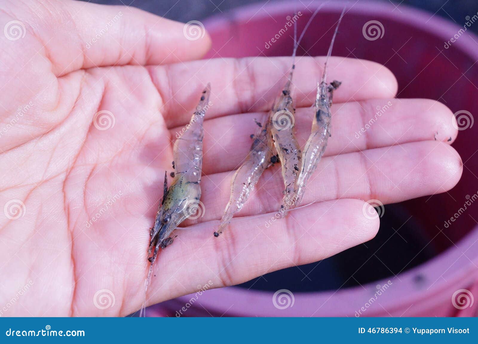 Crevettes Minuscules En Main Photo stock - Image du main, petit: 46786394