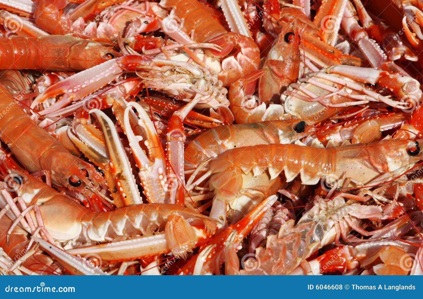 Crevettes roses photo stock. Image du langoustines, orange - 6046608