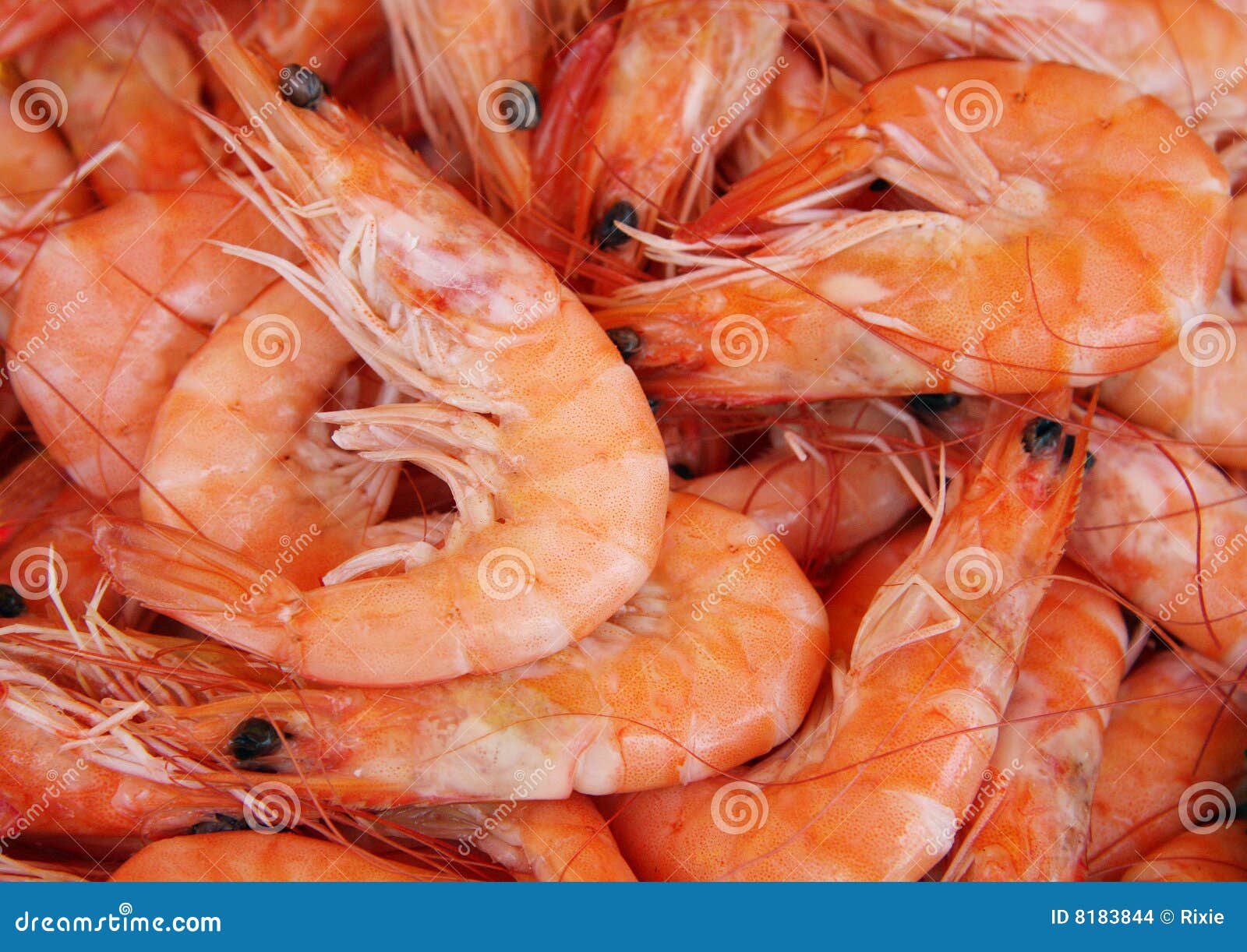Crevettes roses cuites photo stock. Image du poissons - 8183844