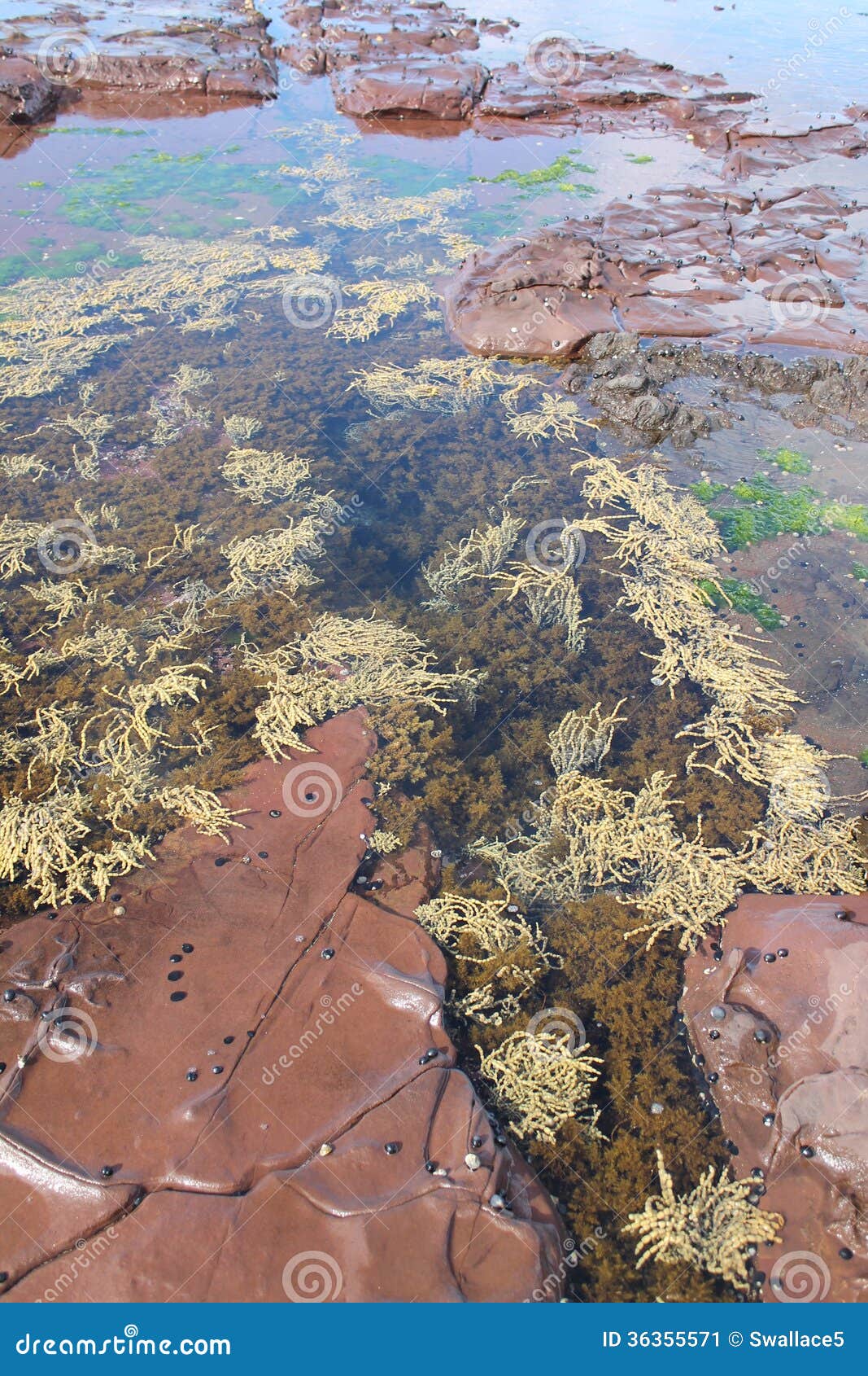 Crevice in Rock Platform stock image. Image of platform - 36355571