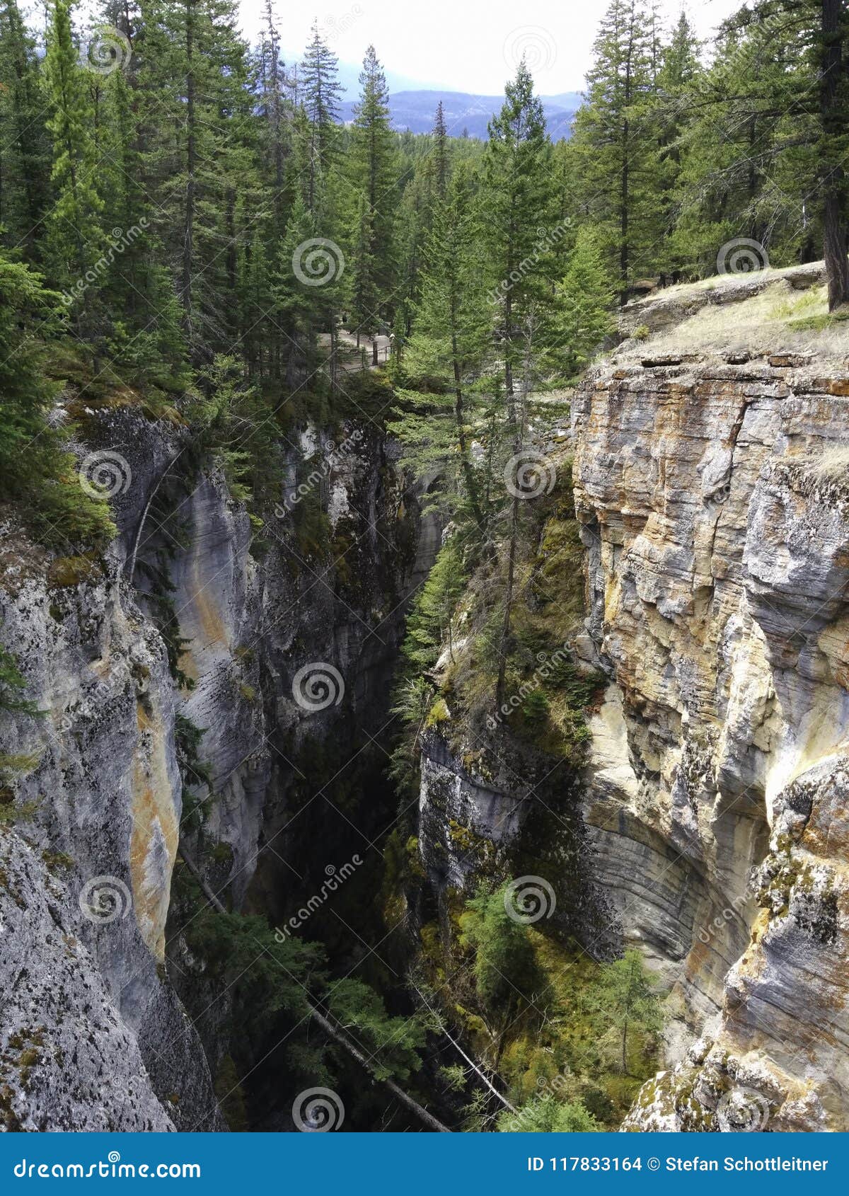 A crevice in the woods stock photo. Image of forest - 117833164