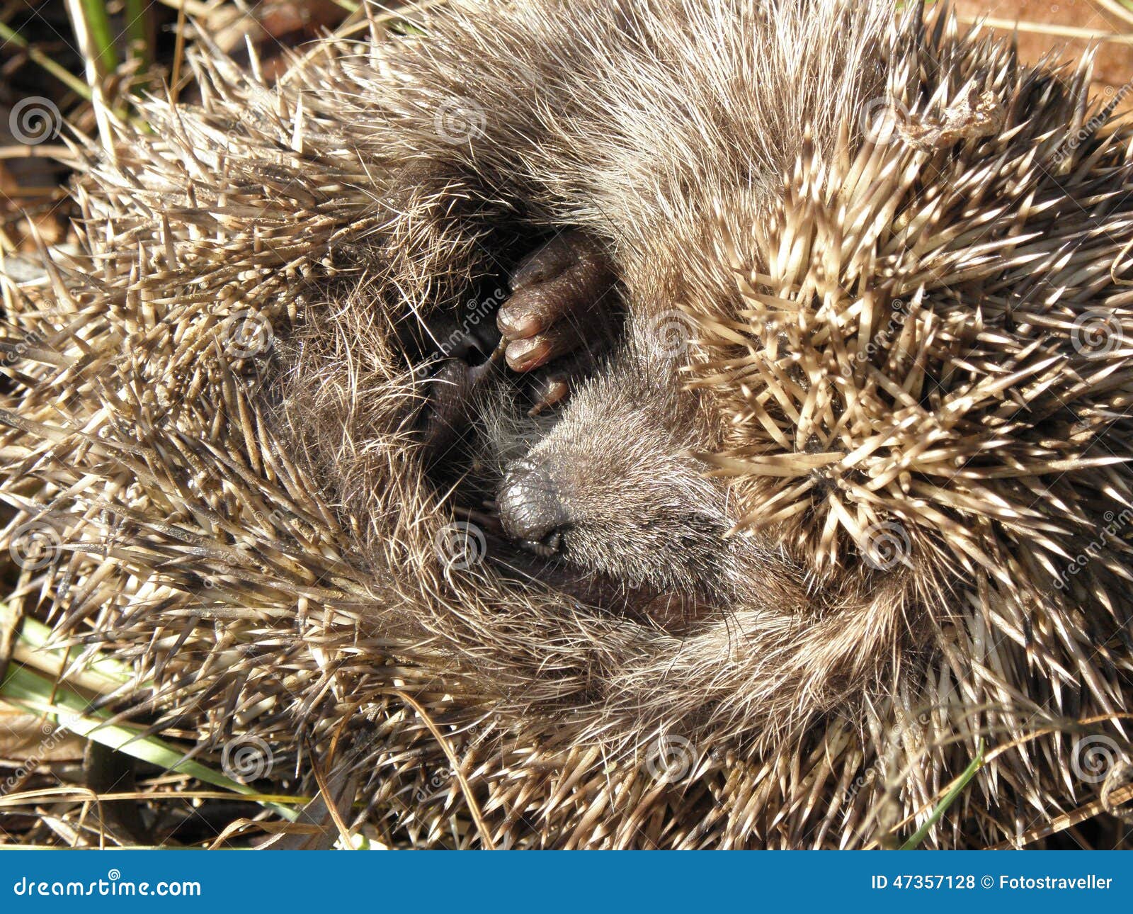 Small hedgehog stock photo. Image of ball, animal, hair - 47357128