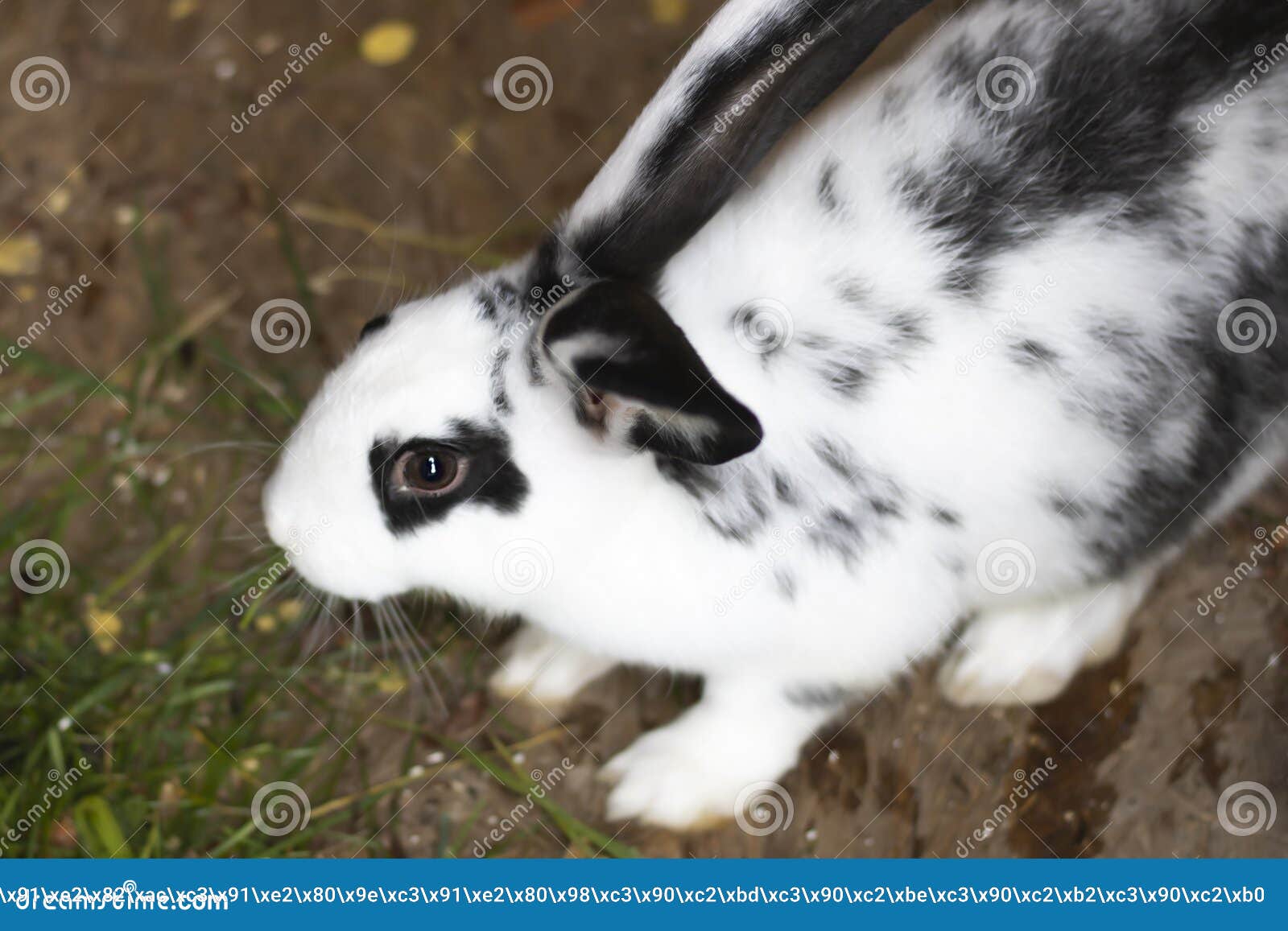 Crianza De Conejo Blanco Pardo Comiendo Pasto Cerco Conejo. Imagen de ...