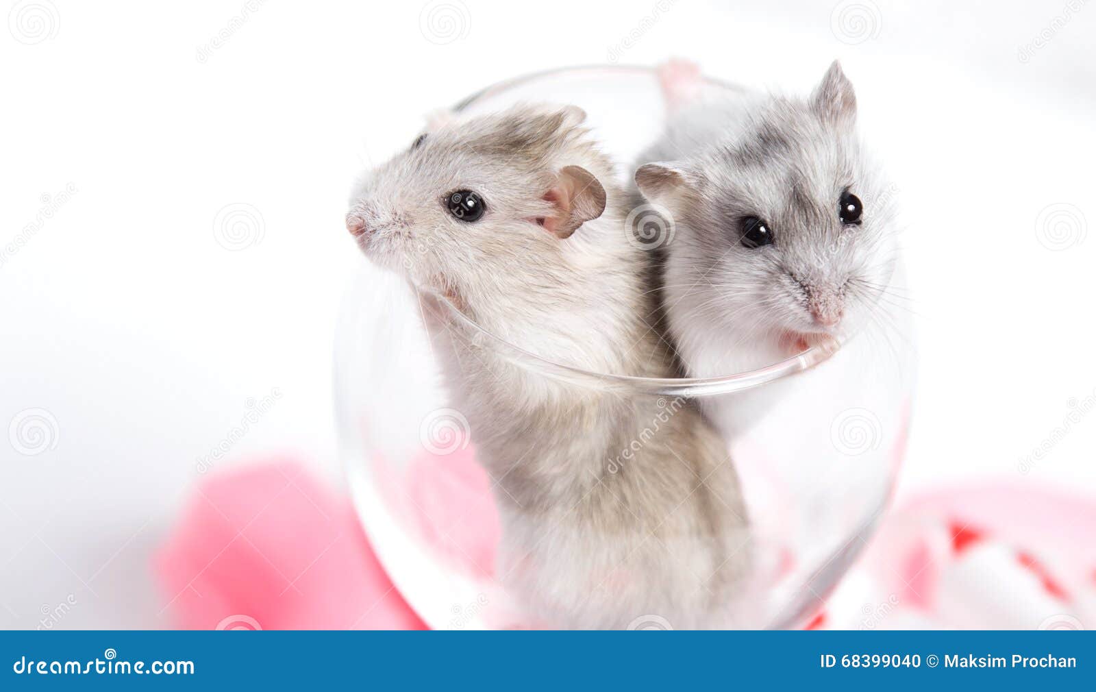 Criceti Di Jungar in Un Vetro Trasparente Fotografia Stock - Immagine ...