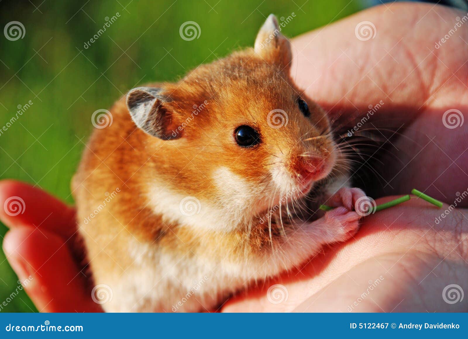 Criceto immagine stock. Immagine di introito, nazionale - 5122467