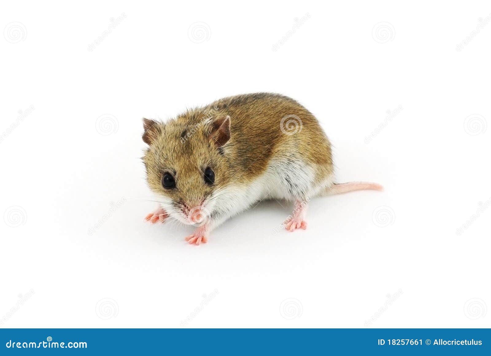 Criceto cinese immagine stock. Immagine di creatura, roditore - 18257661
