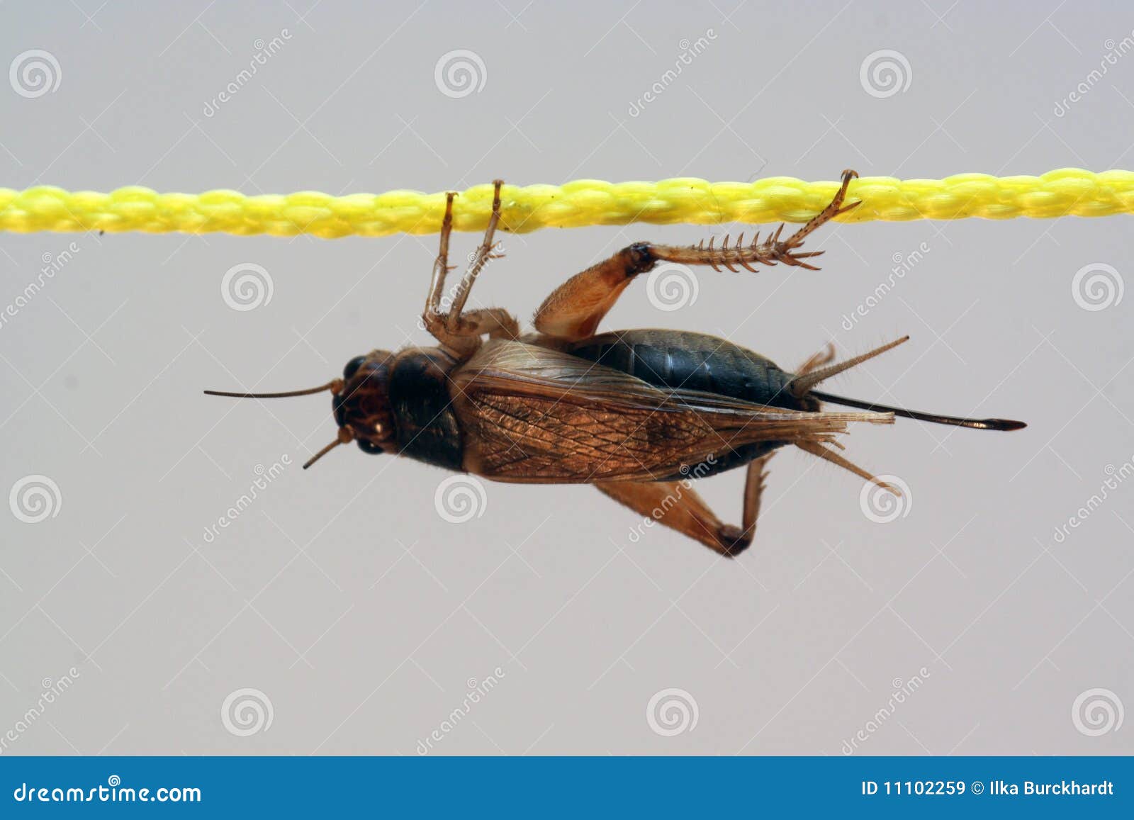 Cricket stock image. Image of insect, crawling, backside - 11102259