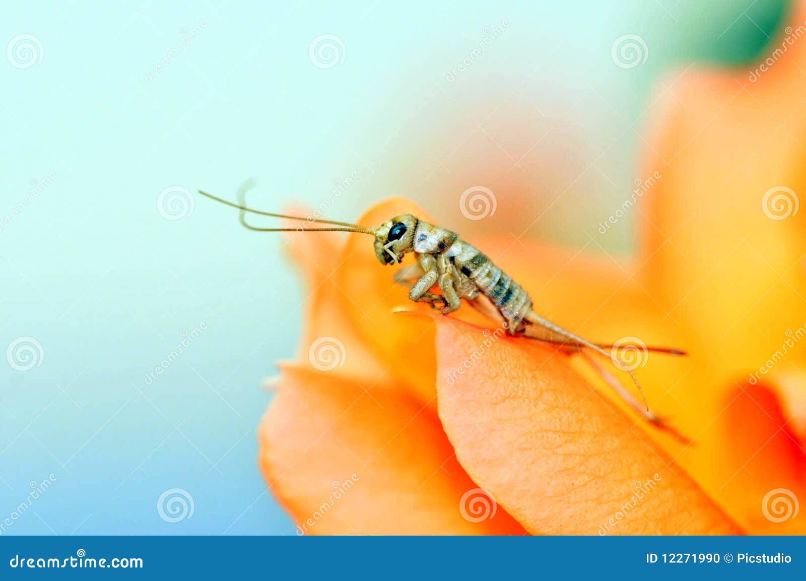 Cricket photo stock. Image du brun, nature, parasite - 12271990