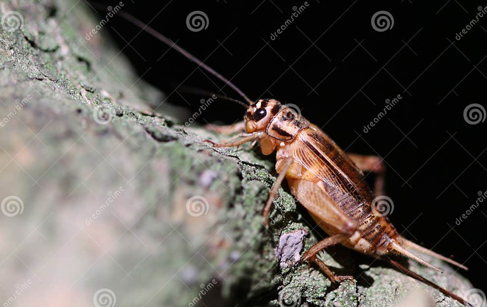 Cricket stock image. Image of exoskeleton, tree, animal - 13090095