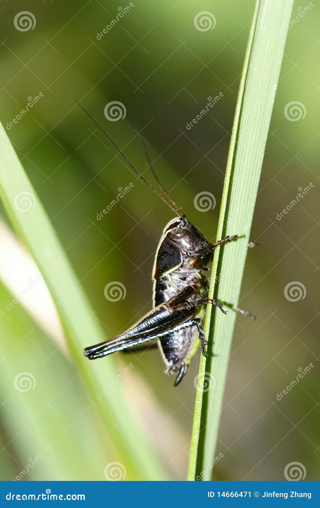 Cricket stock image. Image of macro, wild, animal, insect - 14666471