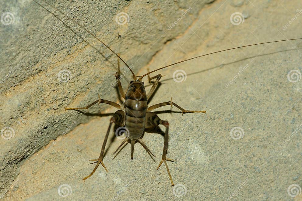 Cricket stock image. Image of cricket, legs, black, insects - 20228761