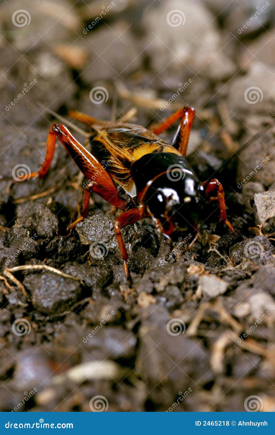 Cricket stock photo. Image of black, entomology, macro - 2465218