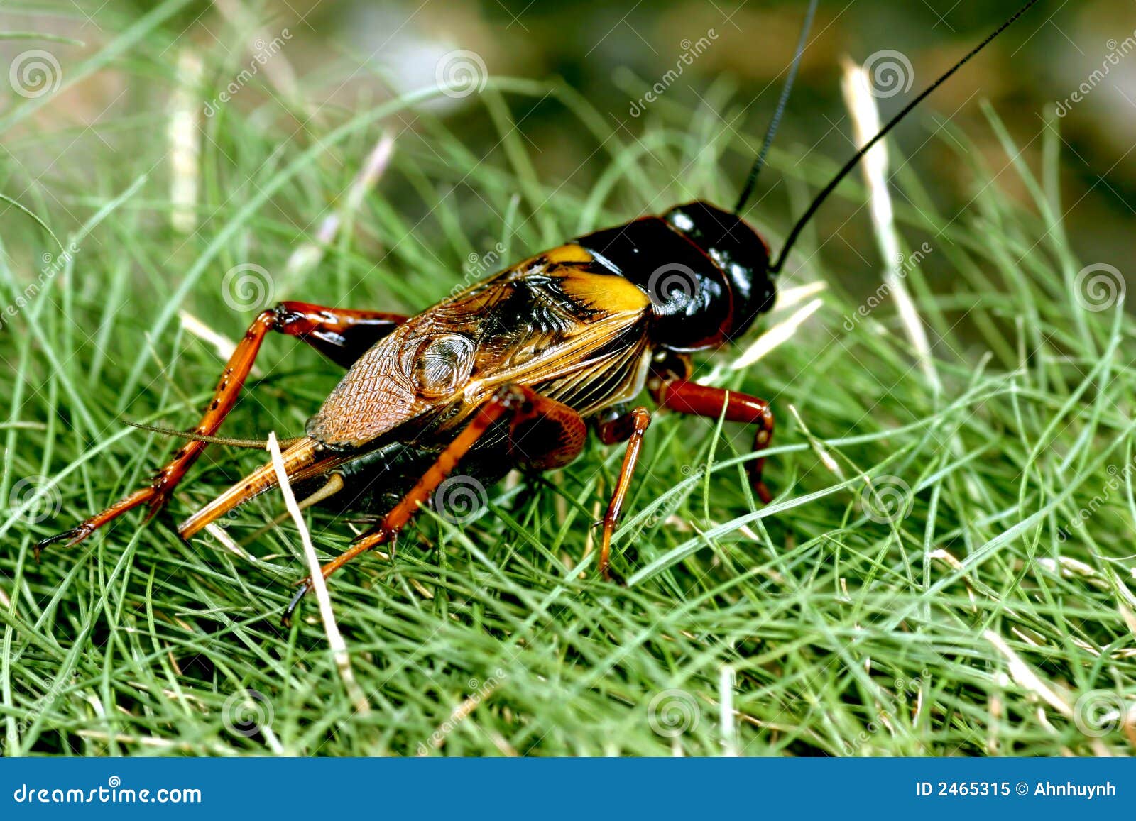 Cricket stock image. Image of entomology, green, macro - 2465315