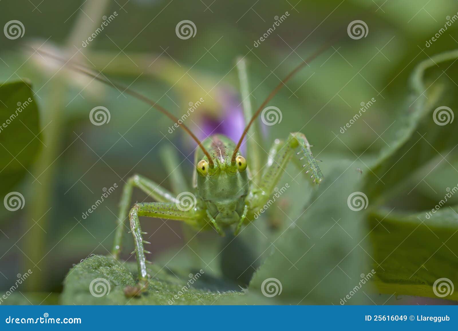 Cricket stock image. Image of bugs, cricket, insect, green - 25616049