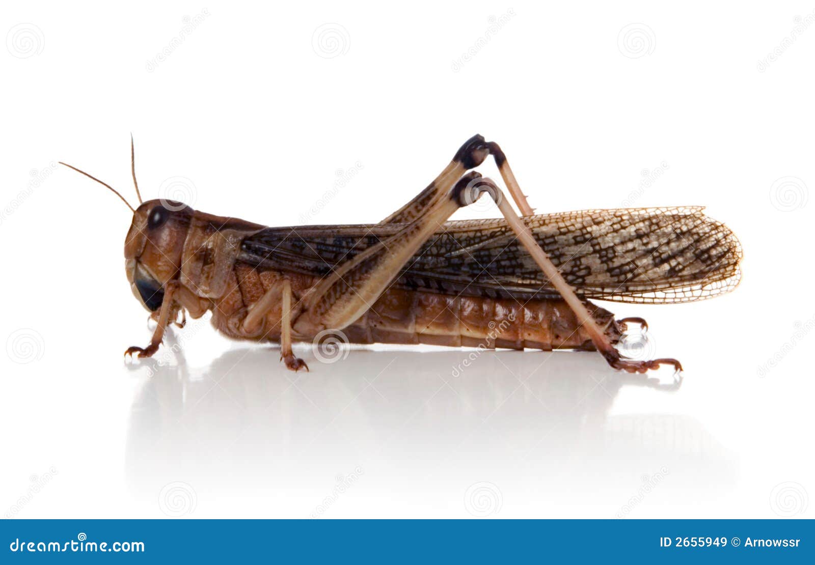 Cricket stock image. Image of camouflage, cricket, grasshopper - 2655949