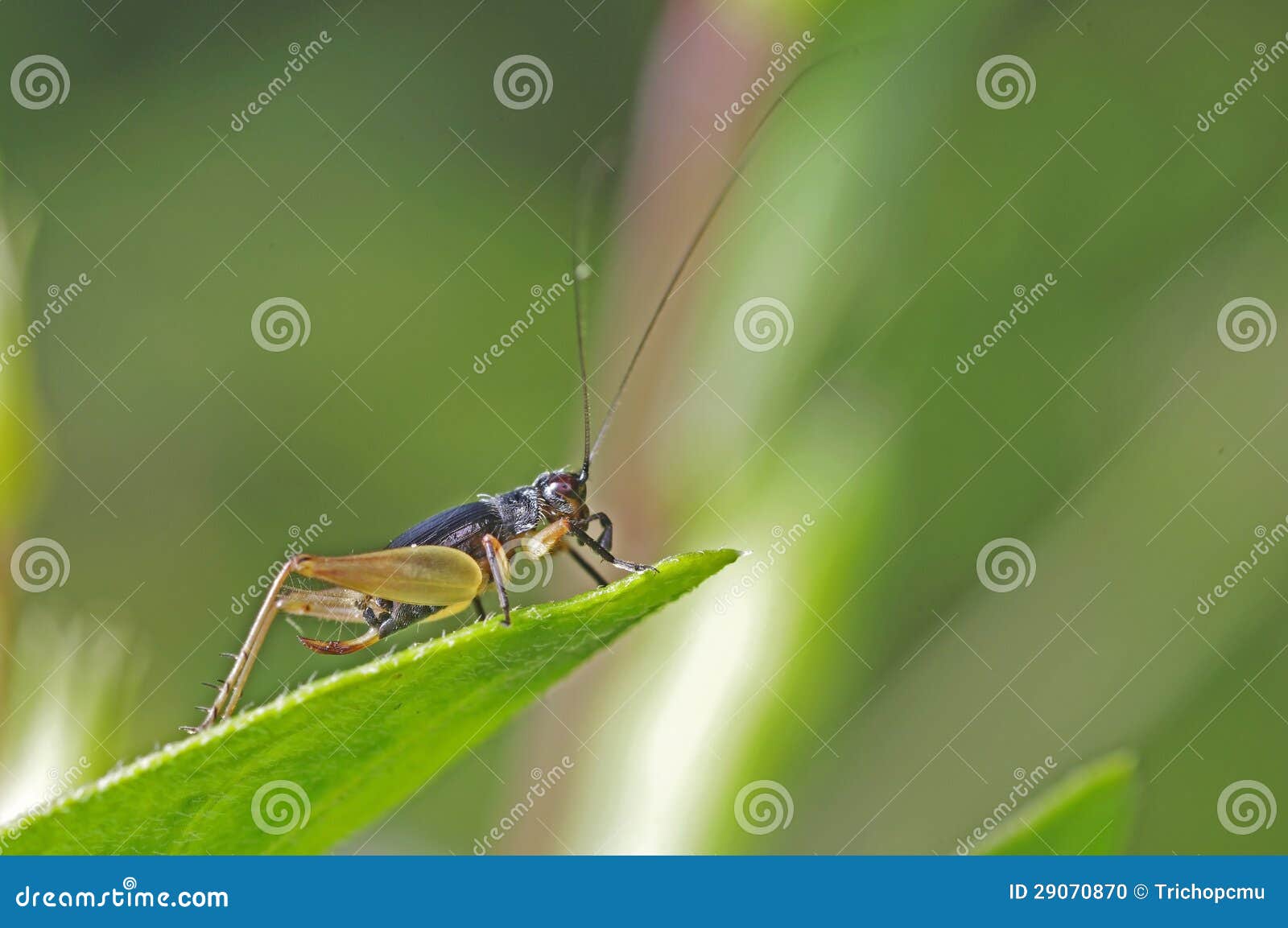 Cricket stock photo. Image of nature, tropical, thailand - 29070870