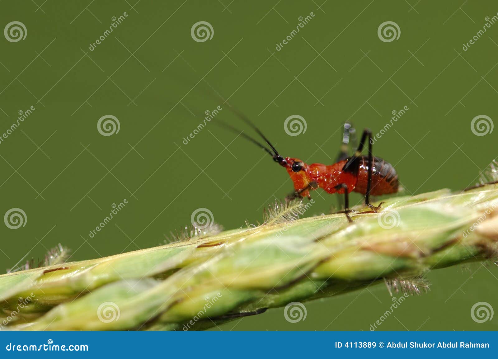 Cricket stock image. Image of insect, wildlife, 180mm - 4113889