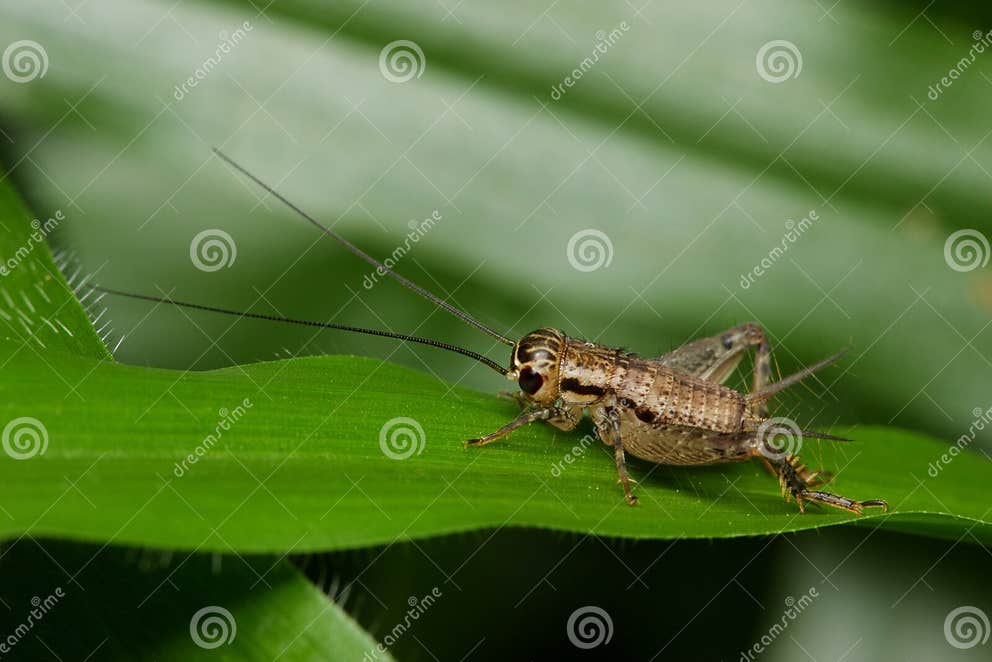 Cricket stock photo. Image of nature, wildlife, tiny, species - 6494746