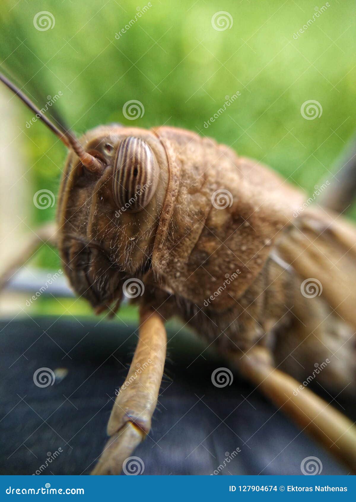 Cricket stock photo. Image of crete, quality, nature - 127904674