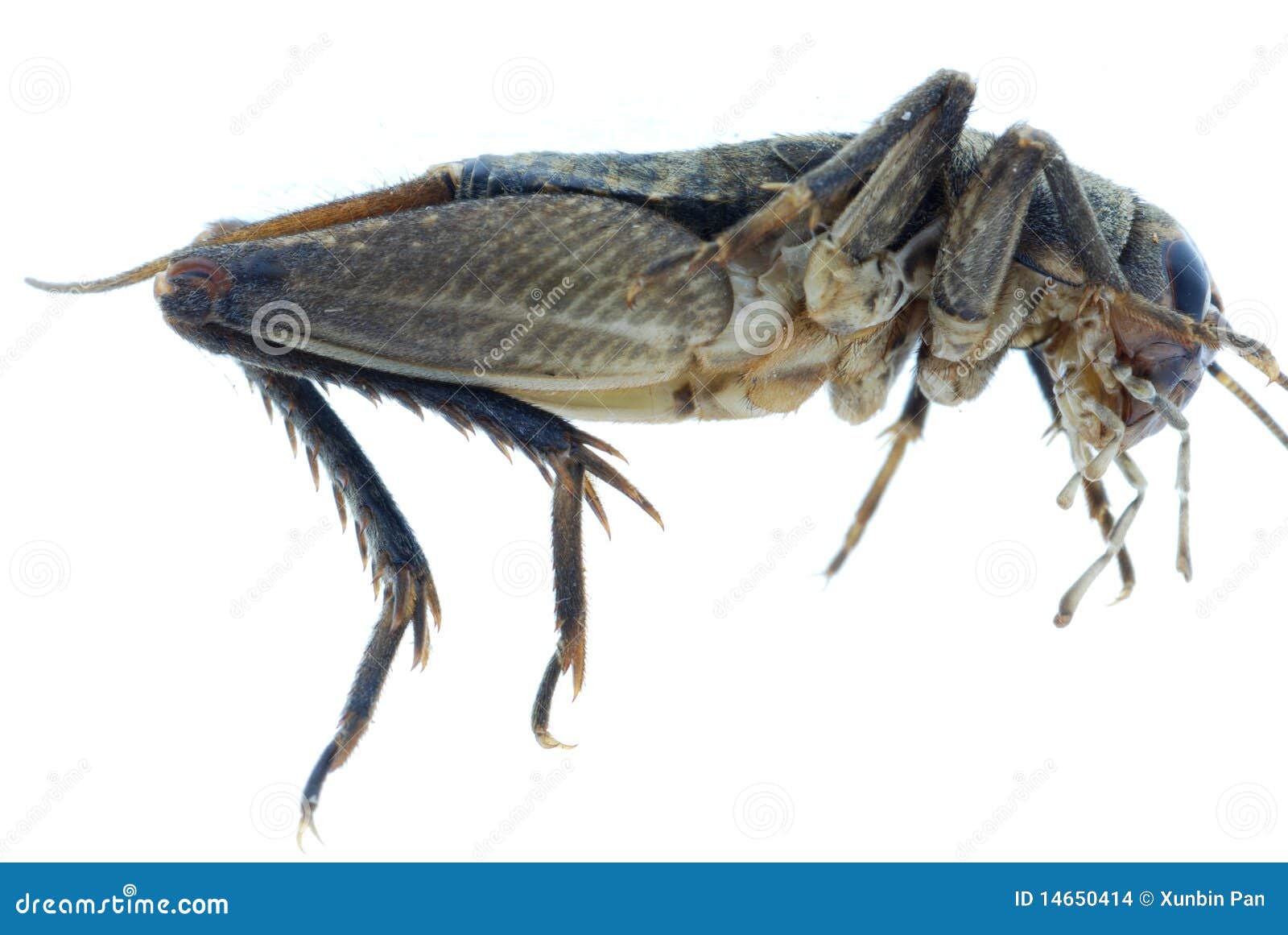 Cricket bug insect stock photo. Image of arthropod, black - 14650414