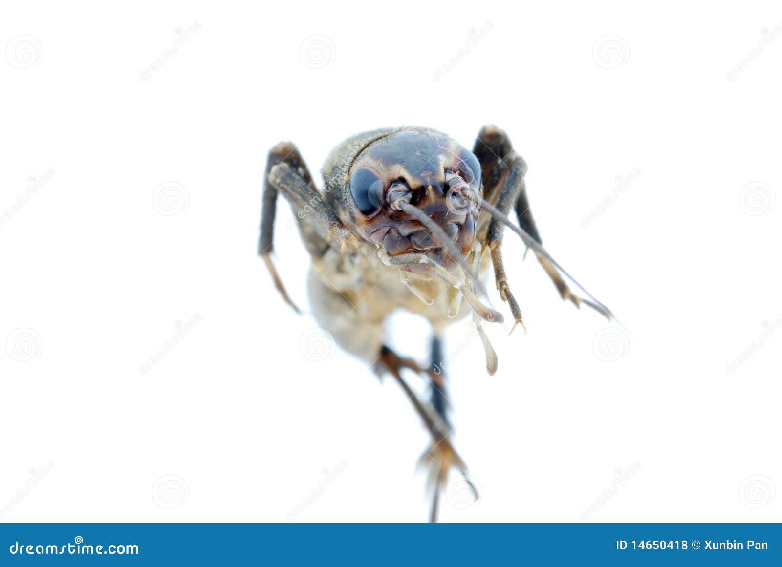 Cricket bug insect stock photo. Image of insect, isolation - 14650418