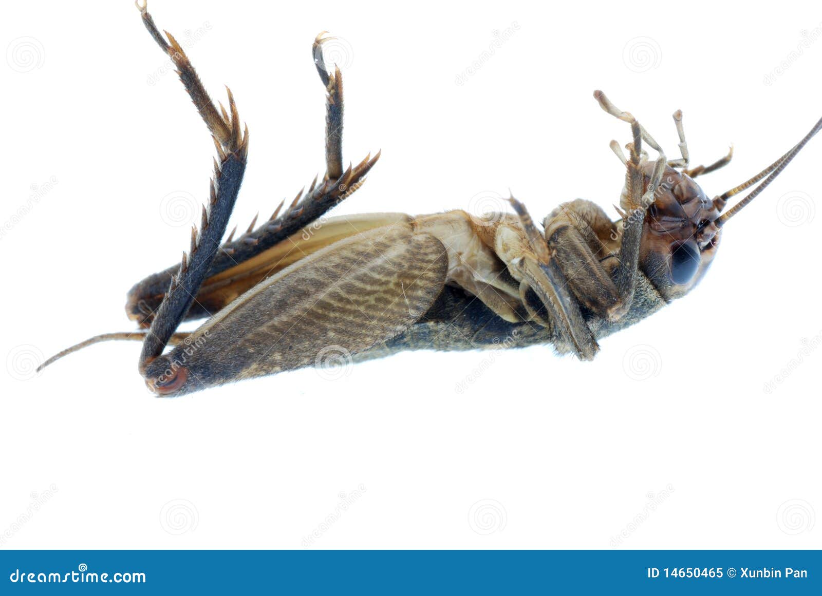 Cricket bug insect stock image. Image of entomology, creepy - 14650465