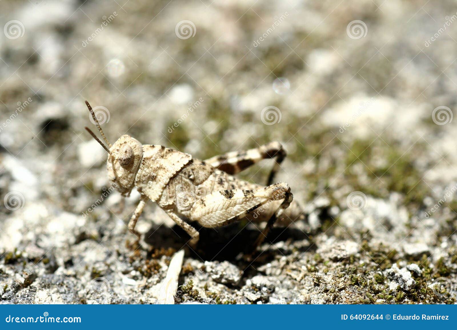 Cricket Camouflaging stock photo. Image of nature, isolated - 64092644
