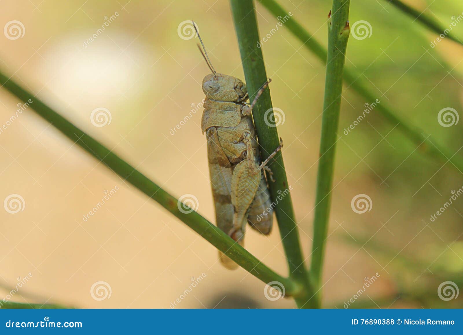 Cricket Clinging To the Stem of a Flower Stock Photo - Image of straw ...