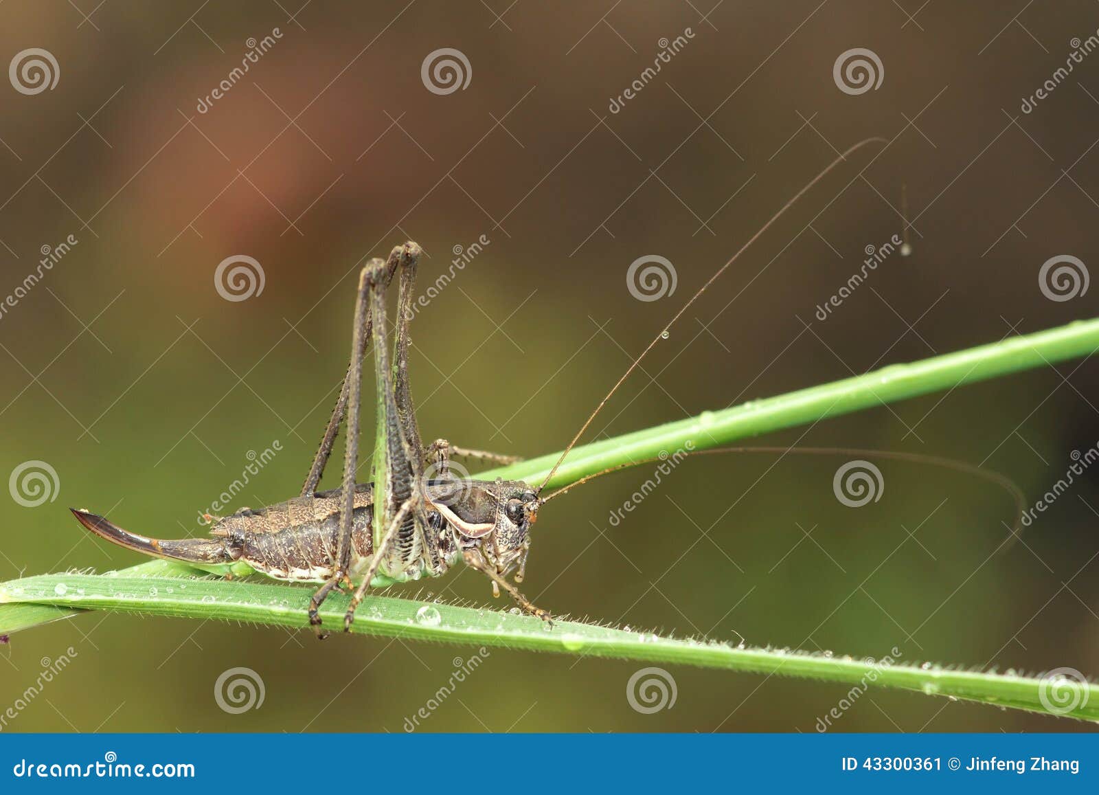 Cricket stock image. Image of animals, insect, crickets - 43300361