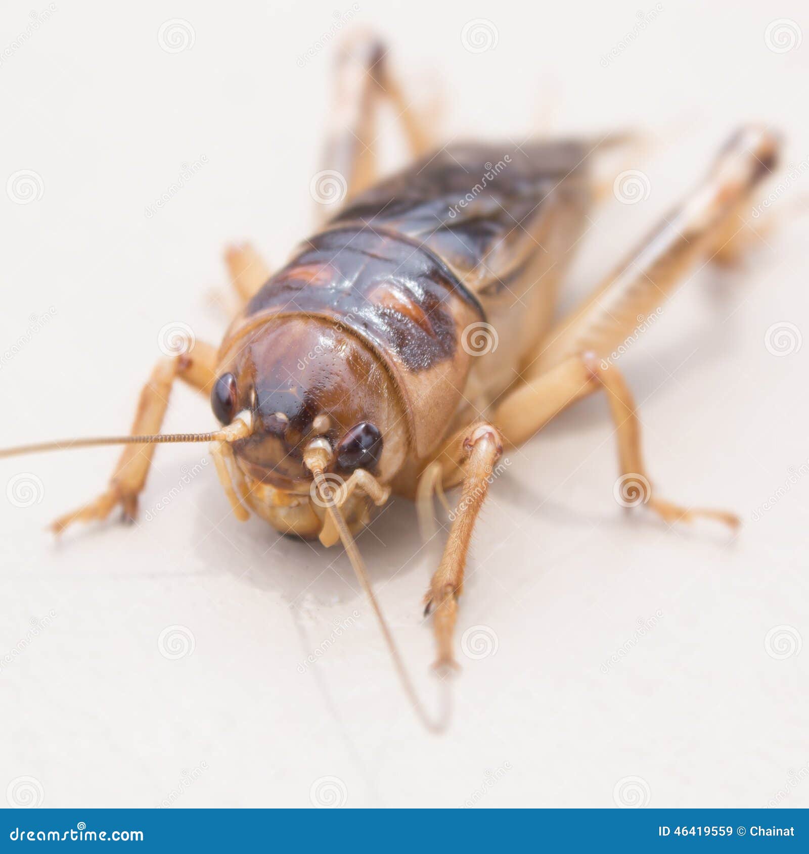 Cricket stock image. Image of nature, wild, cricket, insect - 46419559