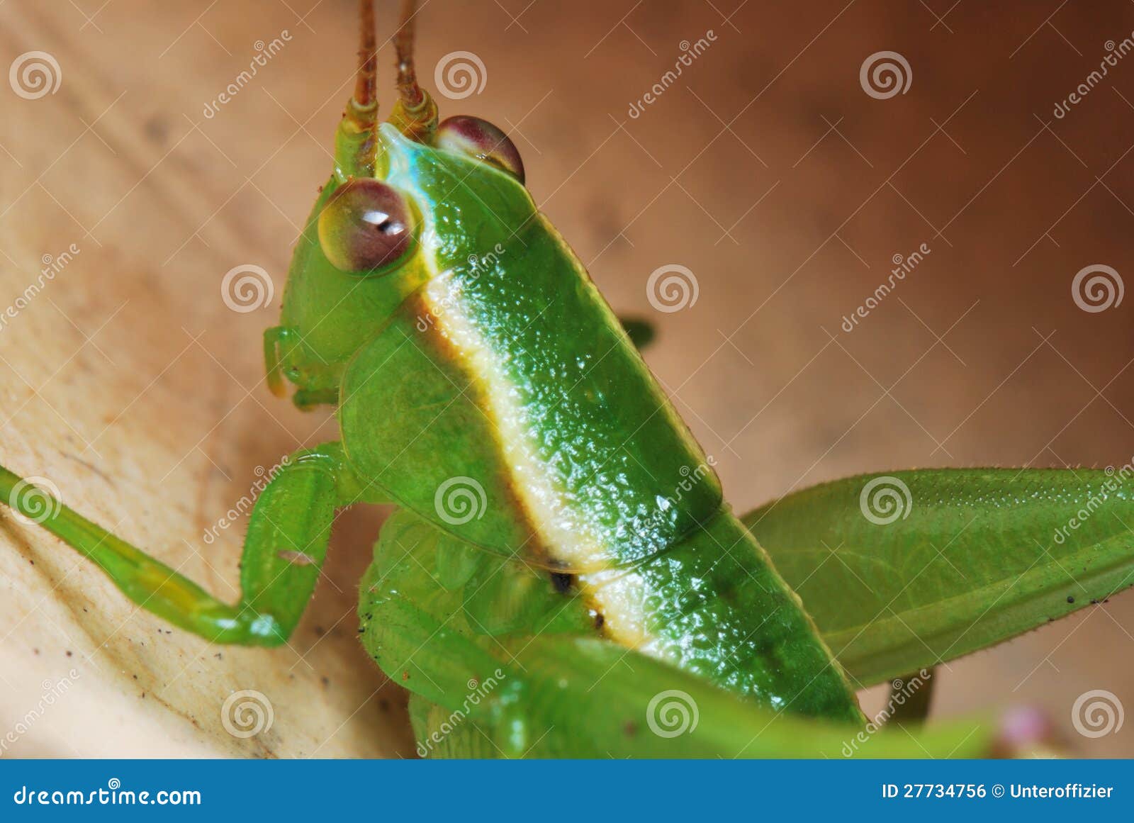Cricket Closeup stock photo. Image of foliage, nature - 27734756