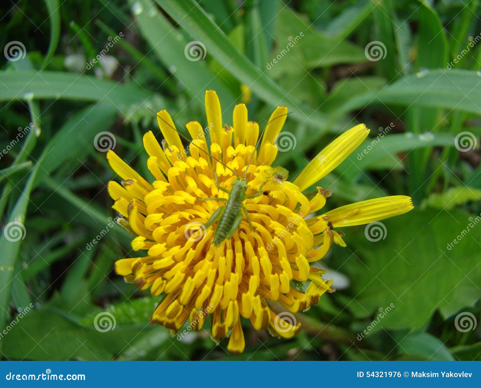 Cricket stock photo. Image of pollen, tansy, little, baby - 54321976