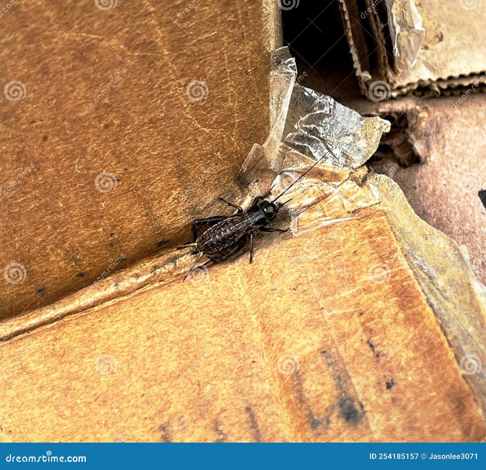 Cricket stock image. Image of closeup, creature, wildlife - 254185157