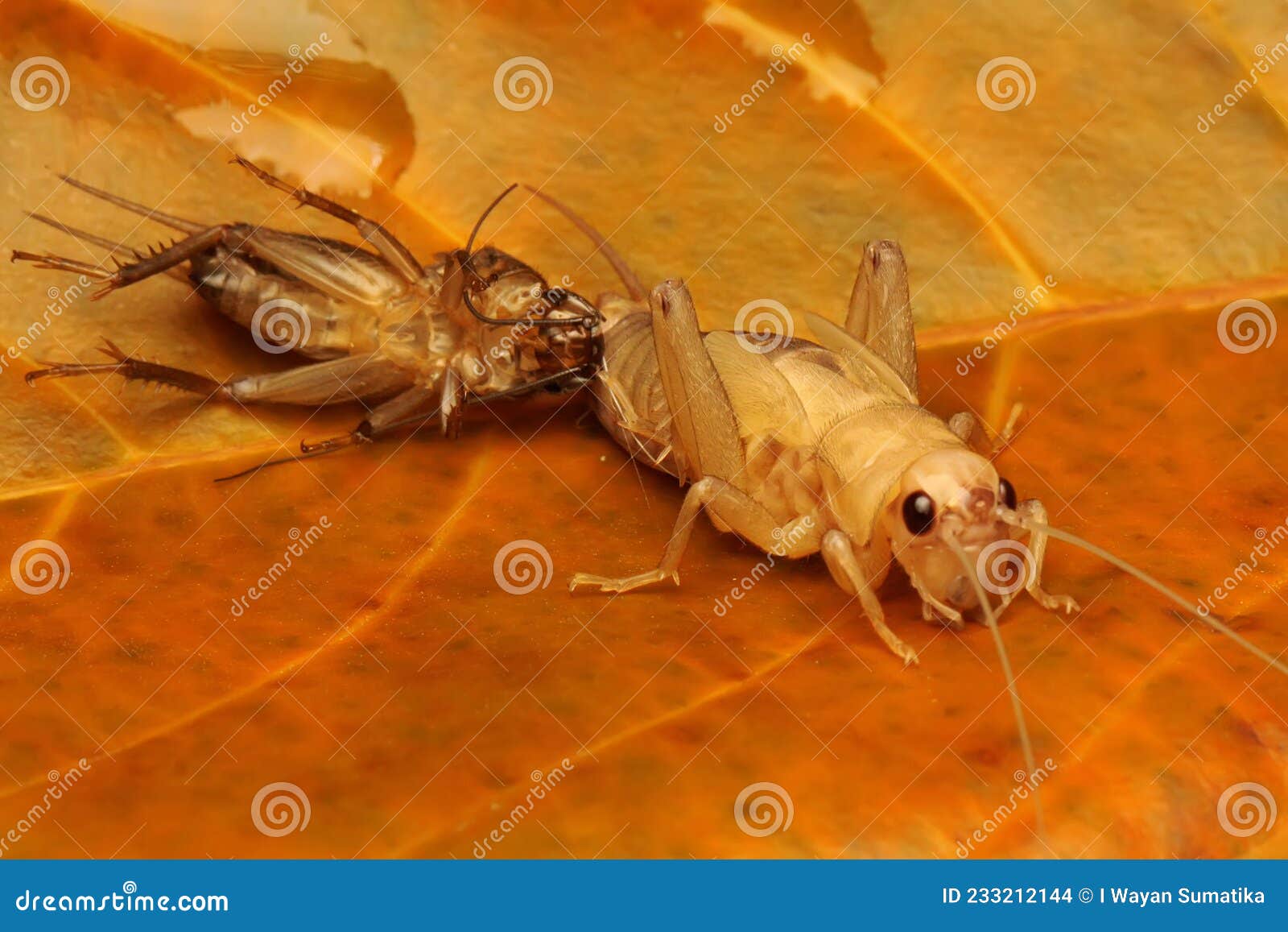 A Cricket is Going through the Process of Molting. Stock Photo - Image ...