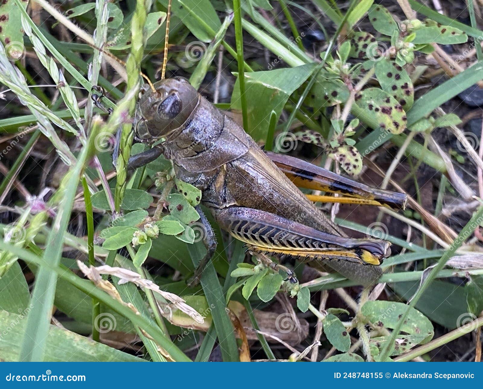 Up Close and Personal Cricket in Grass Stock Image - Image of detail ...