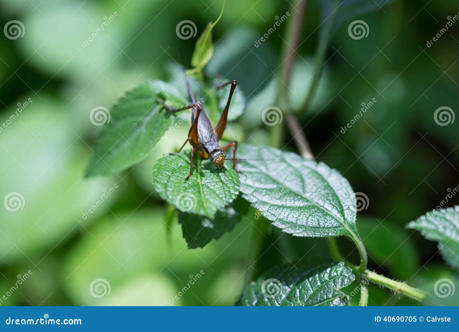 Cricket on a green leaf stock image. Image of antenna - 40690705