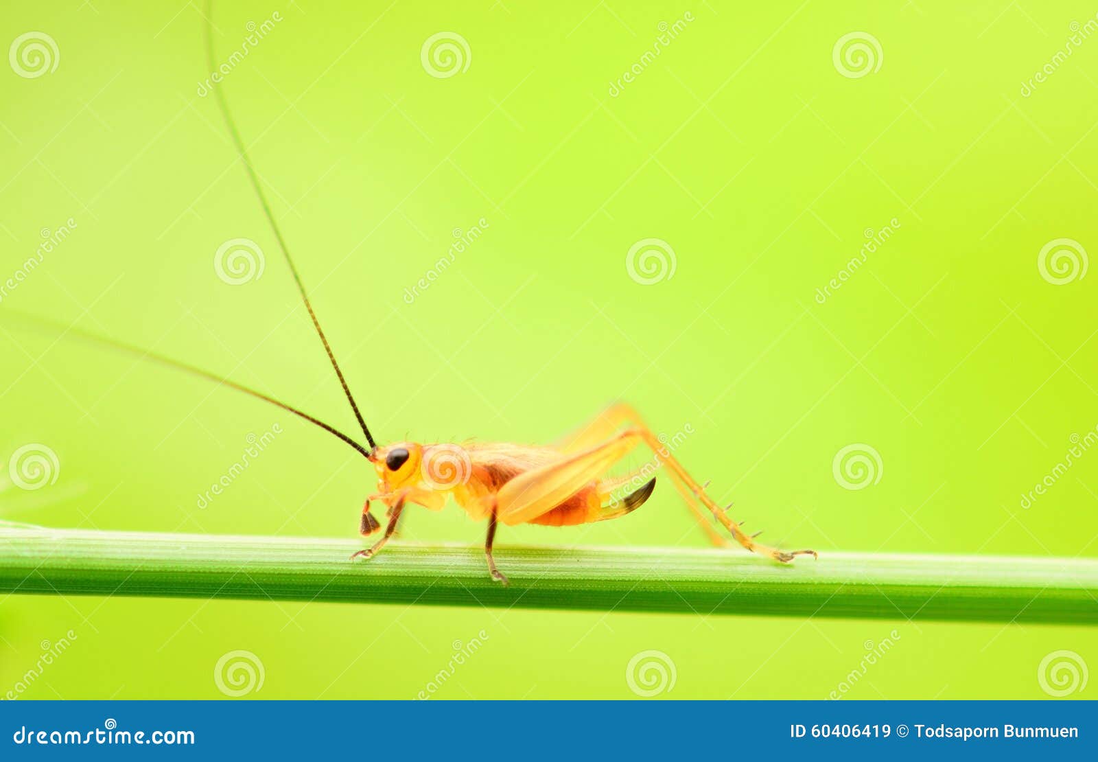 Cricket on green nature stock image. Image of grasshopper - 60406419