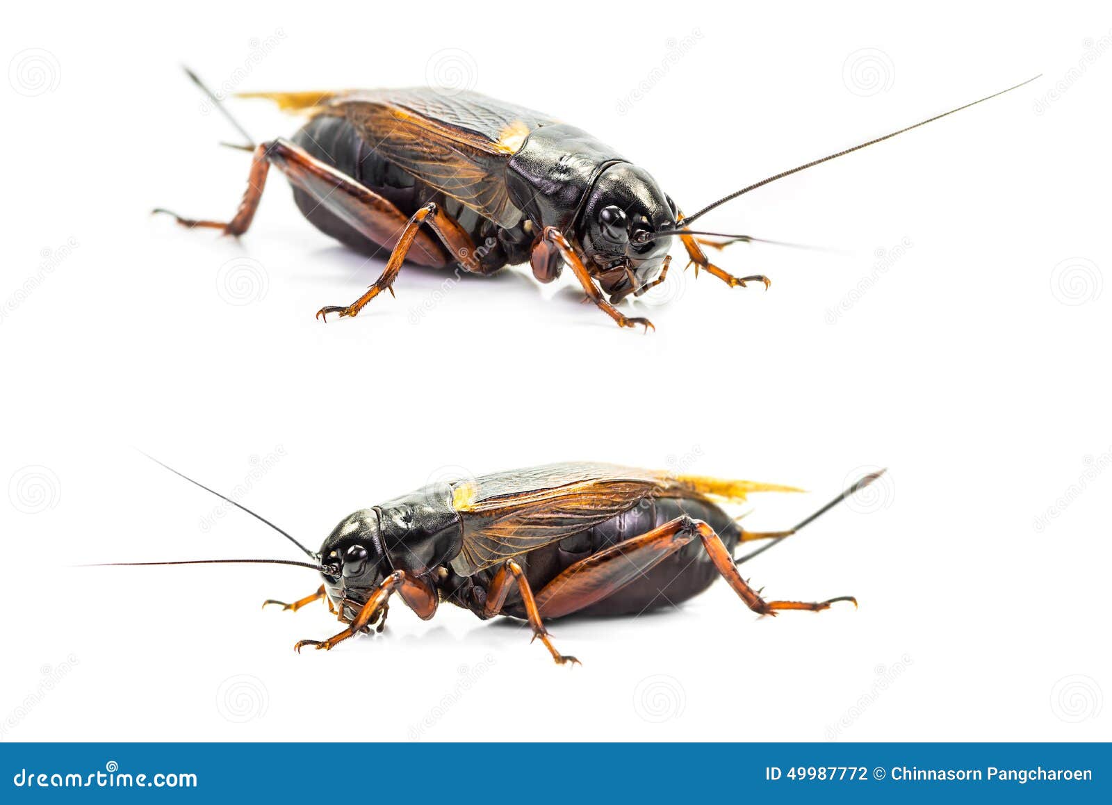 Cricket stock photo. Image of isolated, leaping, natural - 49987772