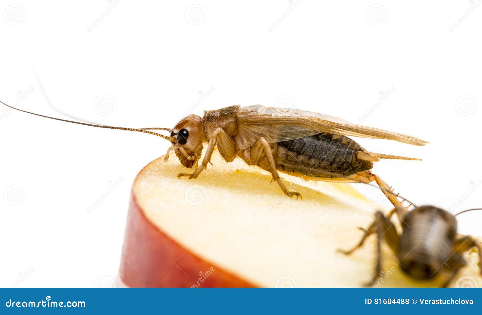 Cricket - Gryllus Assimilis Stock Photo - Image of assimilis, feeding ...