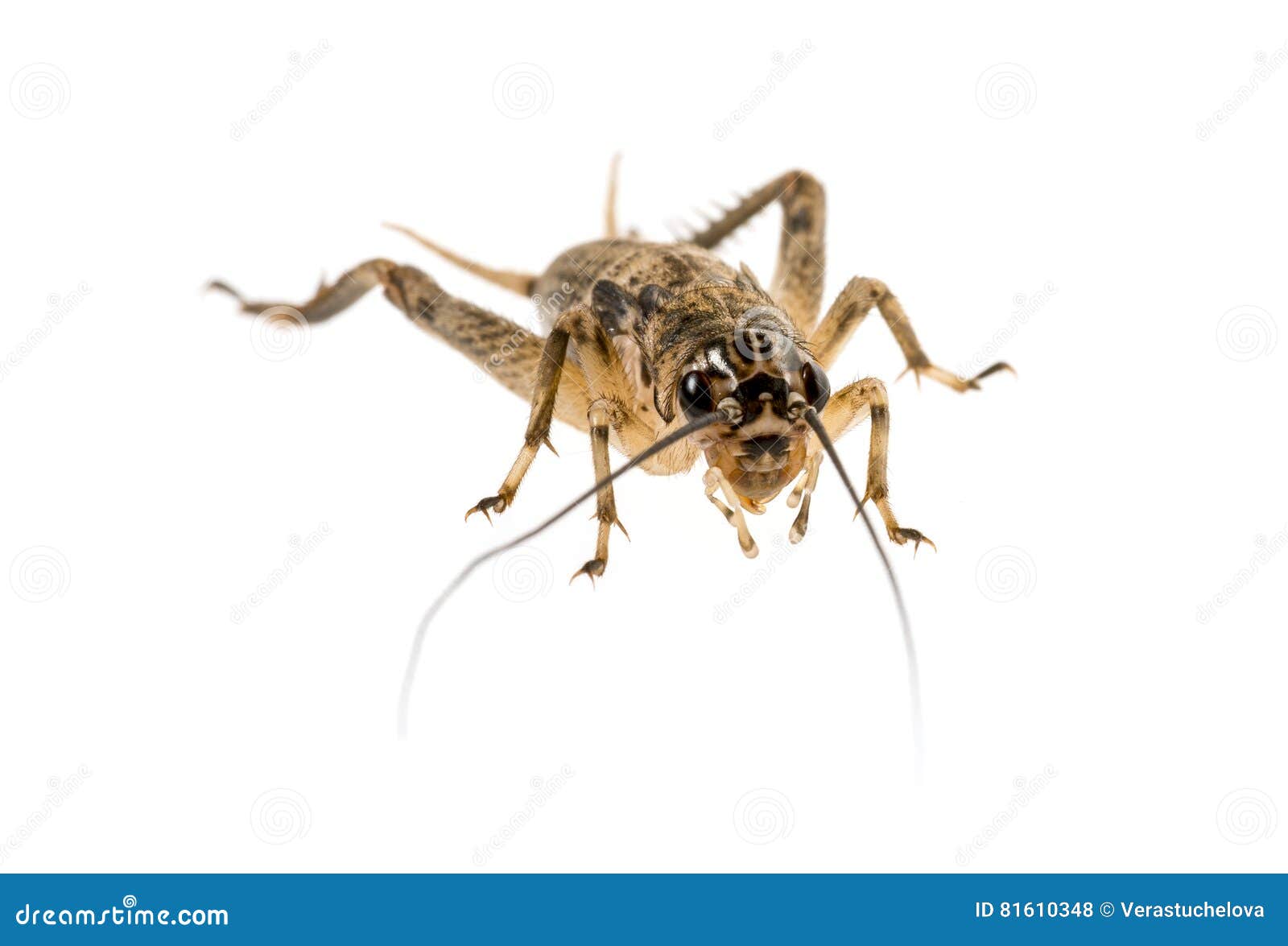 Cricket - Gryllus Assimilis Stock Photo - Image of food, assimilis ...