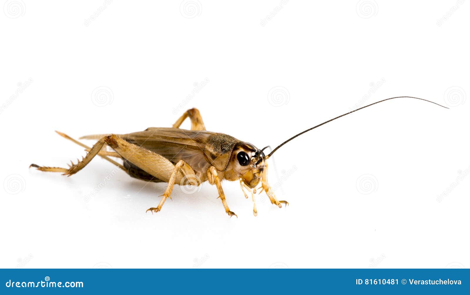 Cricket - Gryllus Assimilis Stock Image - Image of detail, black: 81610481