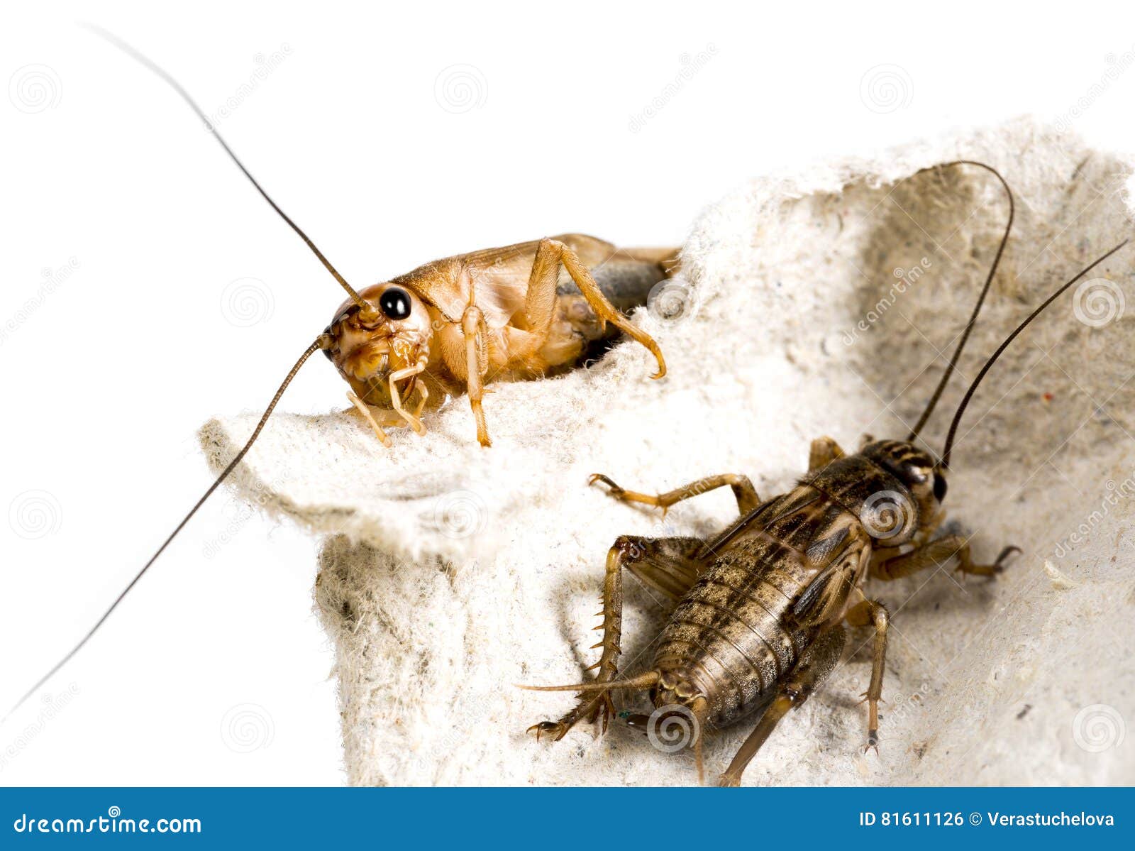 Cricket - Gryllus Assimilis Stock Photo - Image of gryllides, close ...