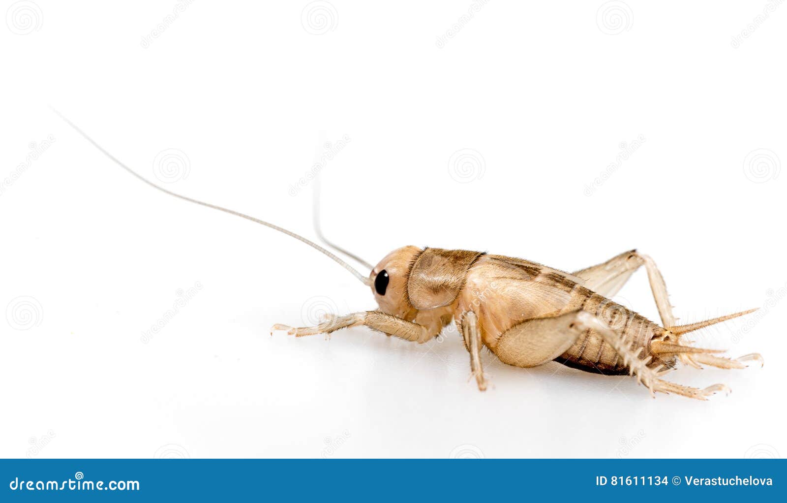 Cricket - Gryllus Assimilis Stock Photo - Image of sale, brown: 81611134