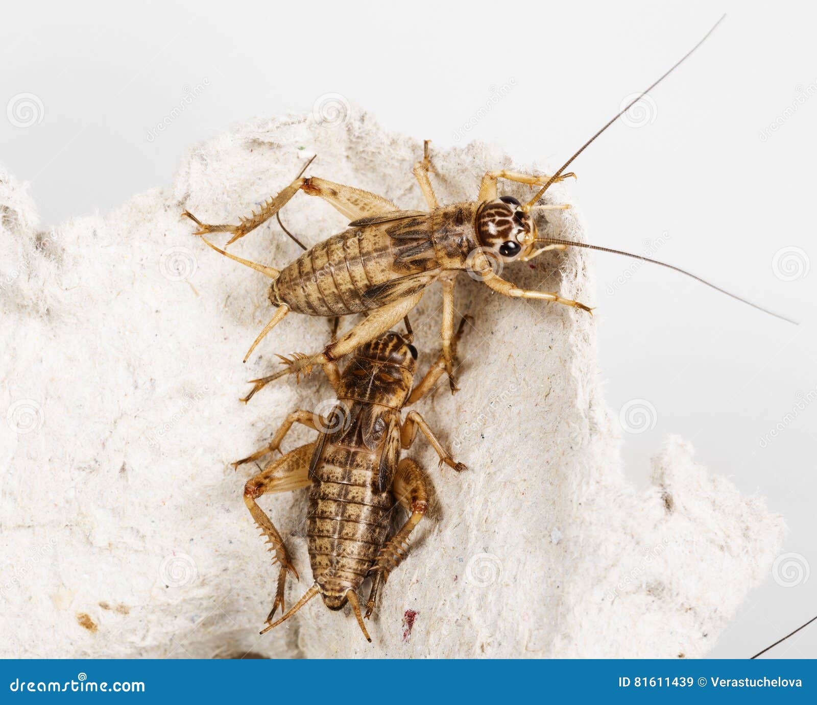 Cricket - Gryllus Assimilis Stock Image - Image of natural, antenna ...