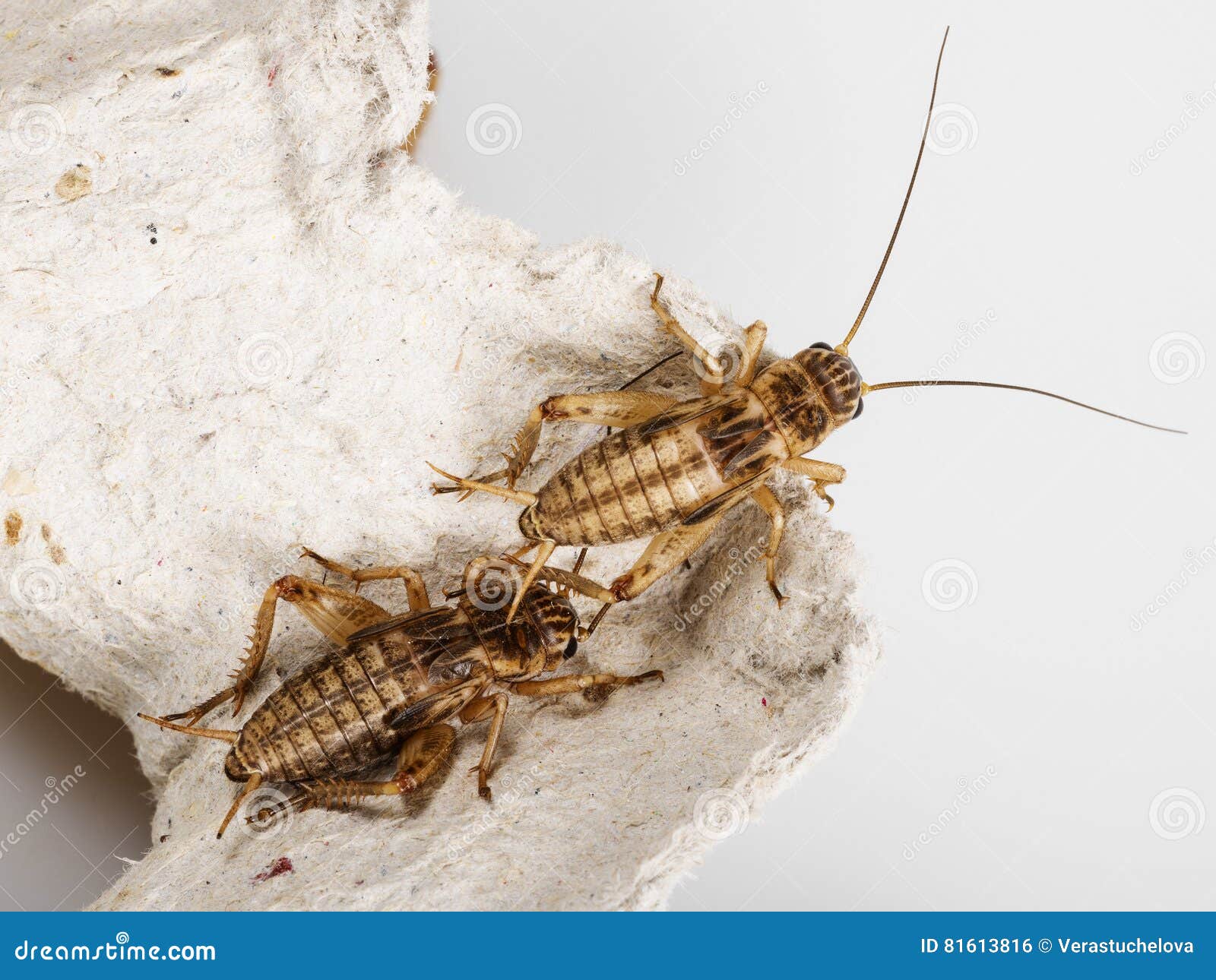 Cricket - Gryllus Assimilis Stock Photo - Image of gryllidae, gryllus ...